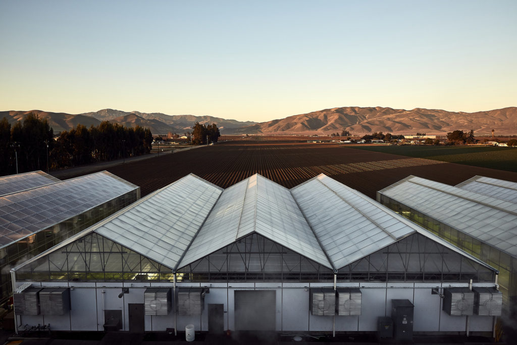 Best California Cannabis | Cannabis Growers | Loudpack Farms