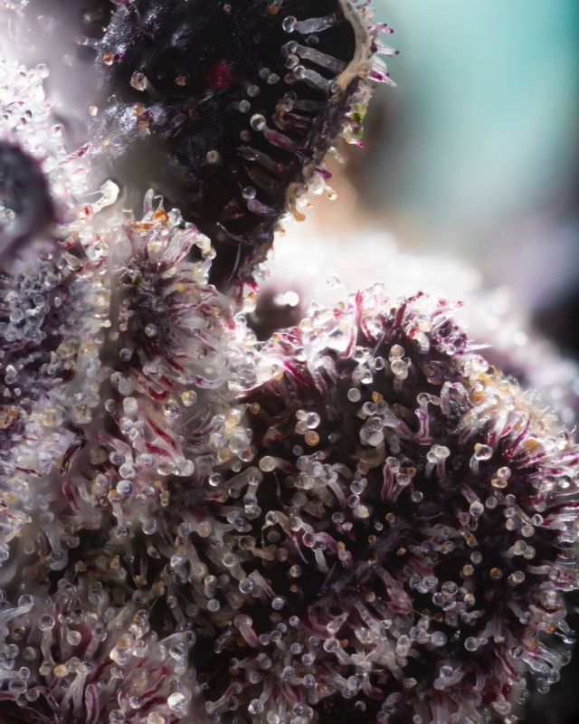 Quality Cannabis | California Craft Cannabis | Loudpack